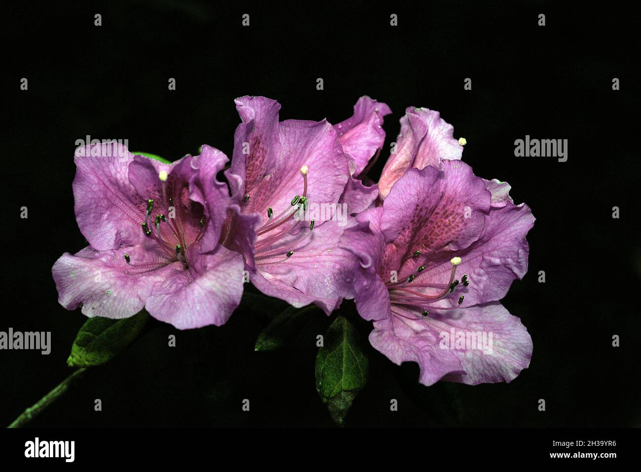 High Quality Close Up Photo of a Plant Which has an Eye Catching Beauty ...