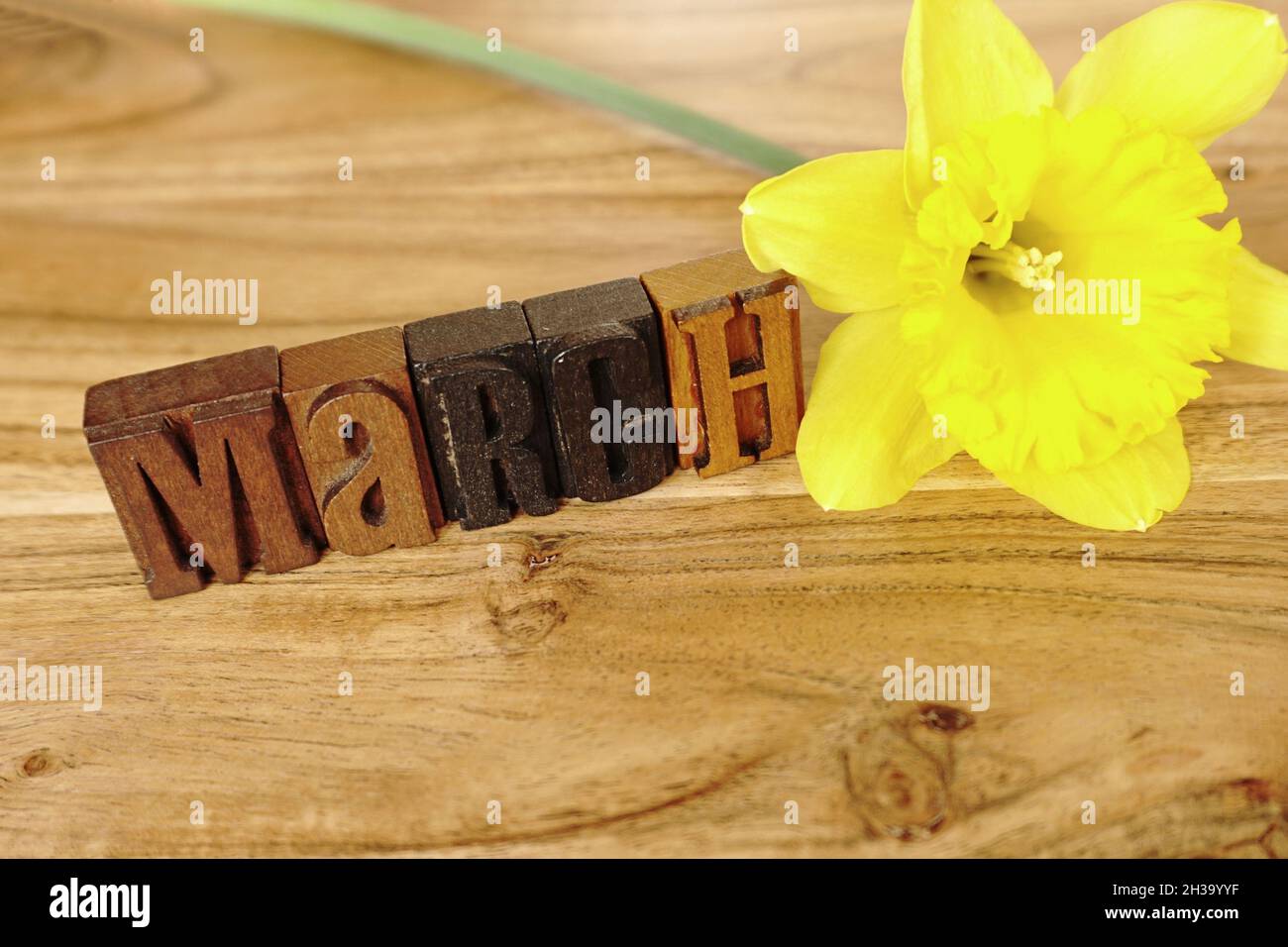 Old fashioned daffodil hi-res stock photography and images - Alamy