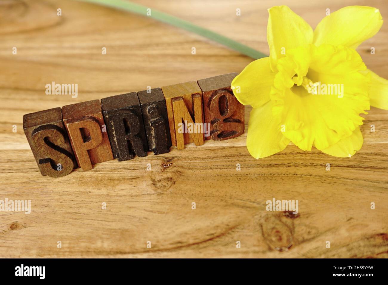 Spring background, letterpress letters, daffodil, springtime Stock ...