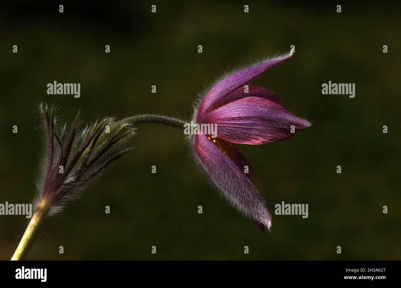 High Quality Close Up Photo of a Plant Which has an Eye Catching Beauty ...