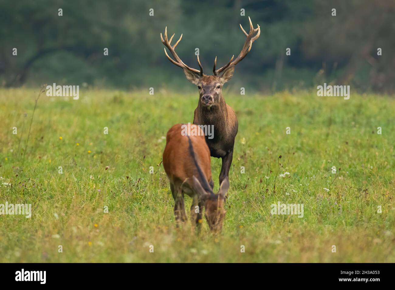 Red deer stag observing a grazing doe on a green hay field in mating ...