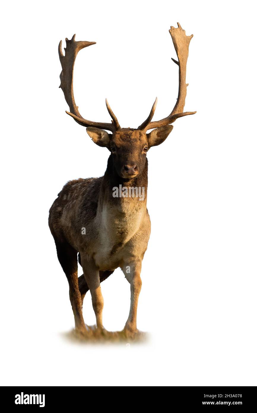 Fallow deer walking on meadow isolated on white background Stock Photo ...