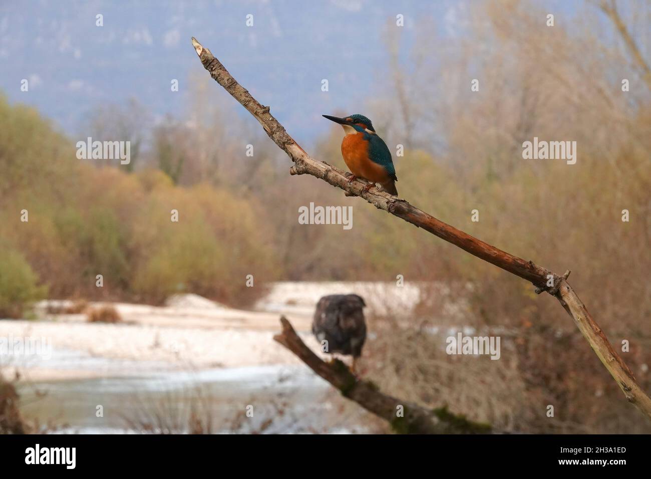 Kingfishr hi-res stock photography and images - Alamy