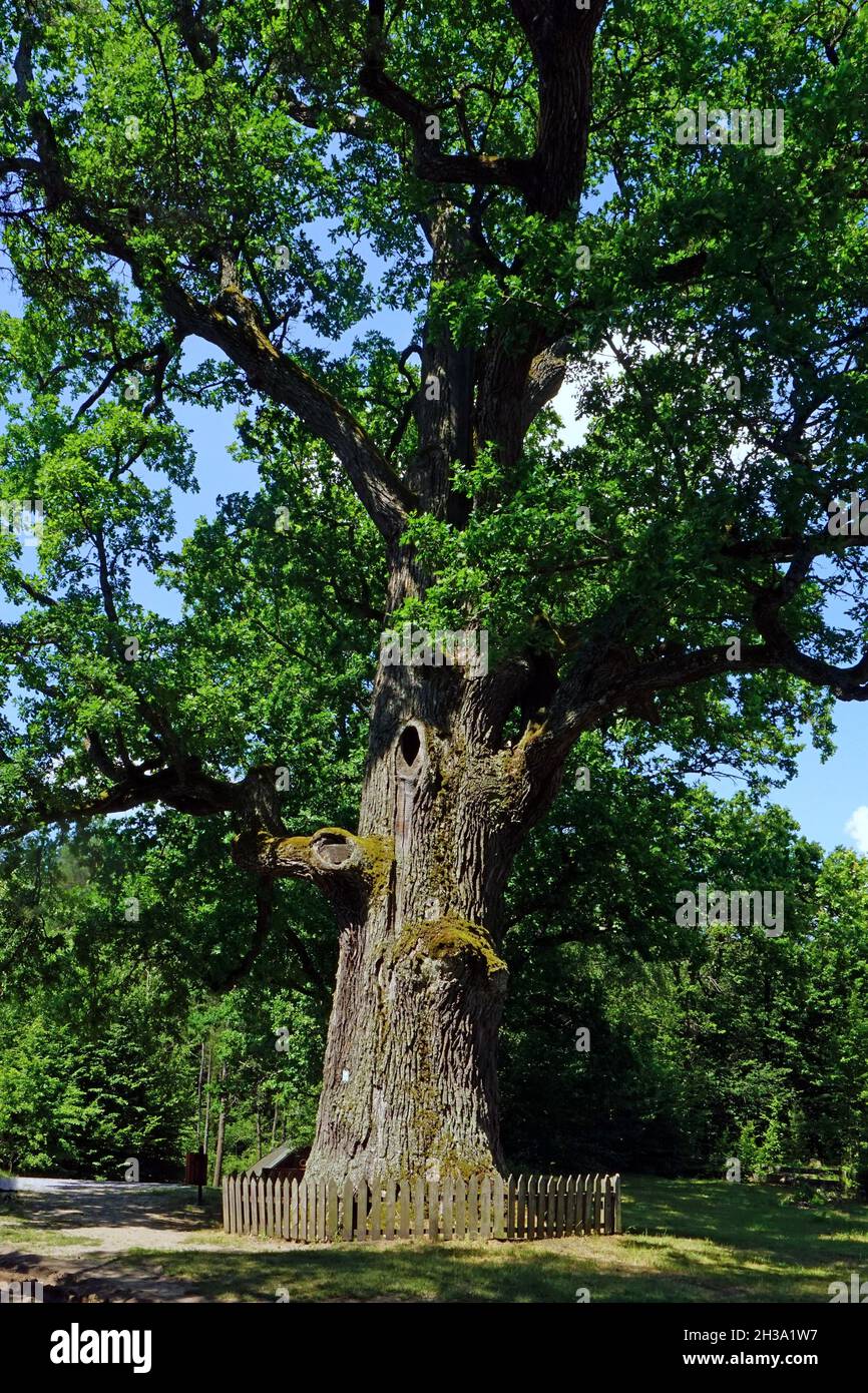500 years old oak tree in Gorecko Koscielne, Roztocze National Park ...