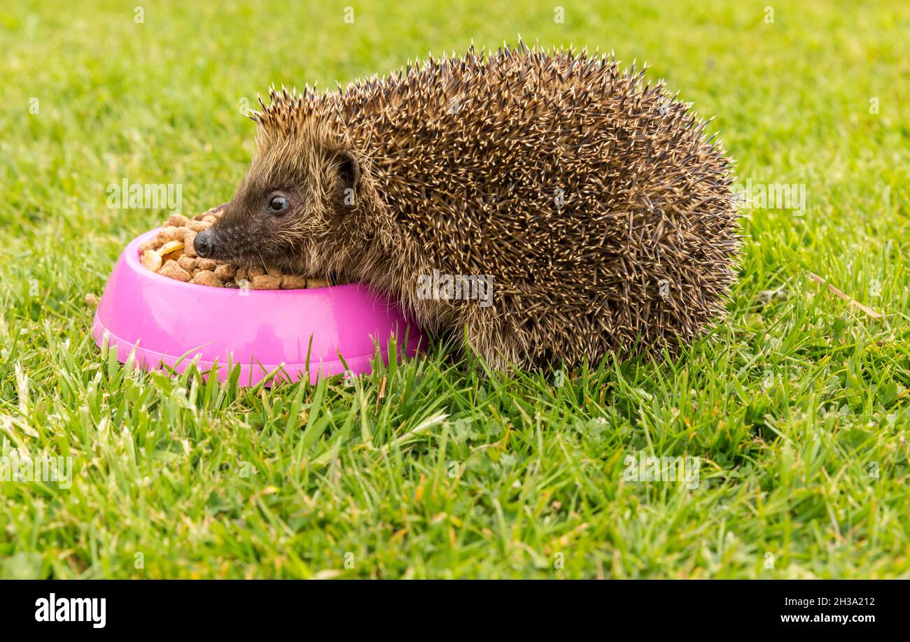 Hedgehog, Scientific name: Erinaceus Europaeus. Wild, native, European ...