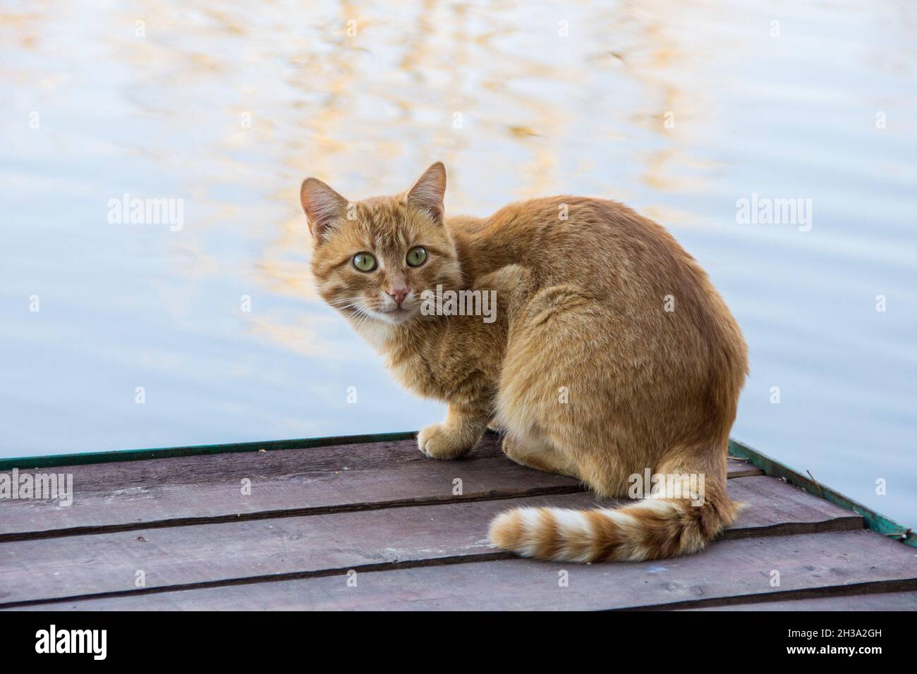 Striped street cat lying on hi-res stock photography and images - Alamy