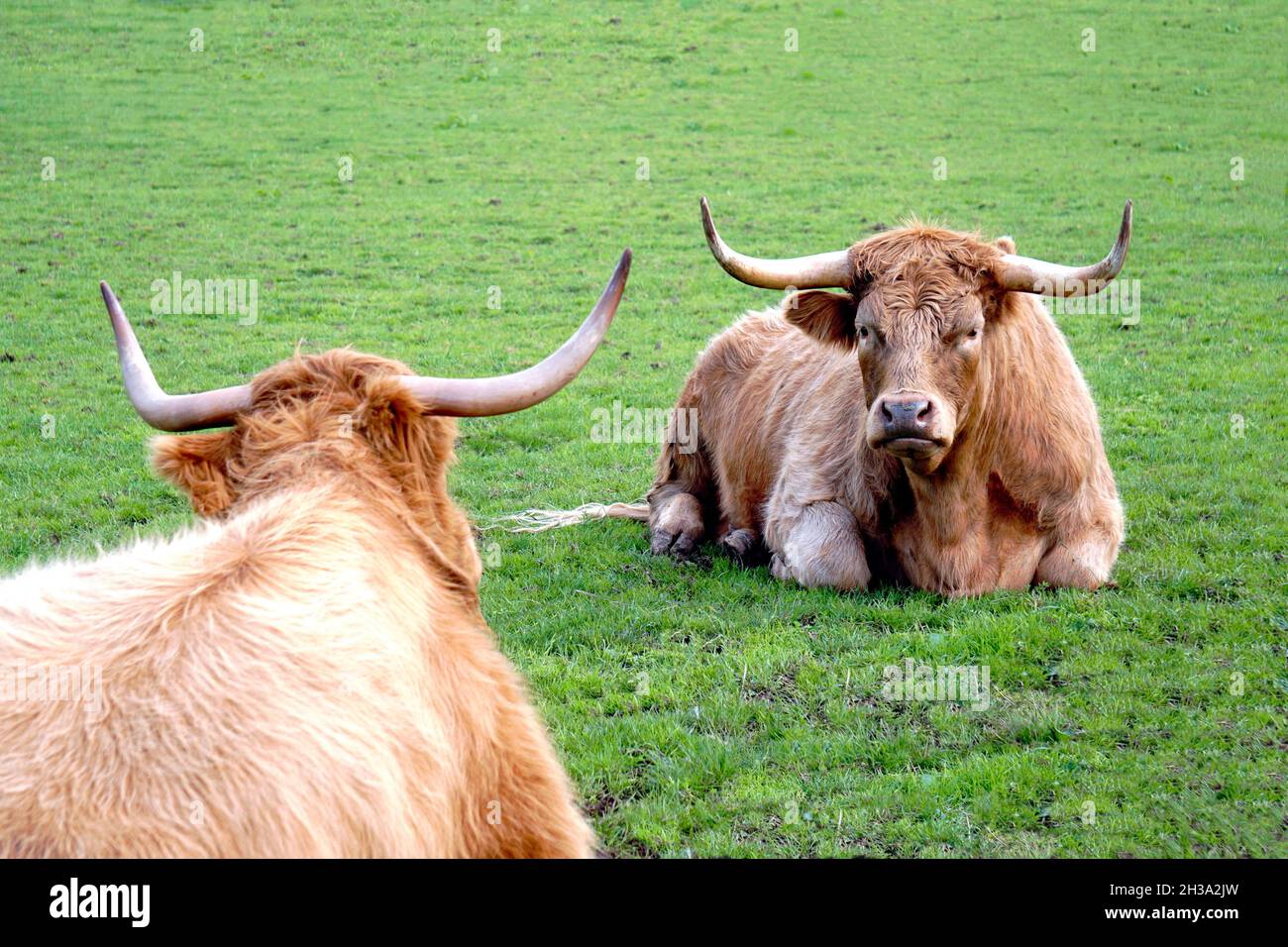 Scottish highland cows hi-res stock photography and images - Alamy