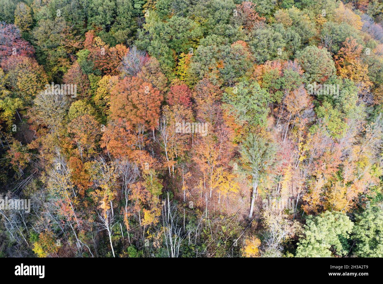 Aerial view of colorful forest trees during autumn season in Toronto ...