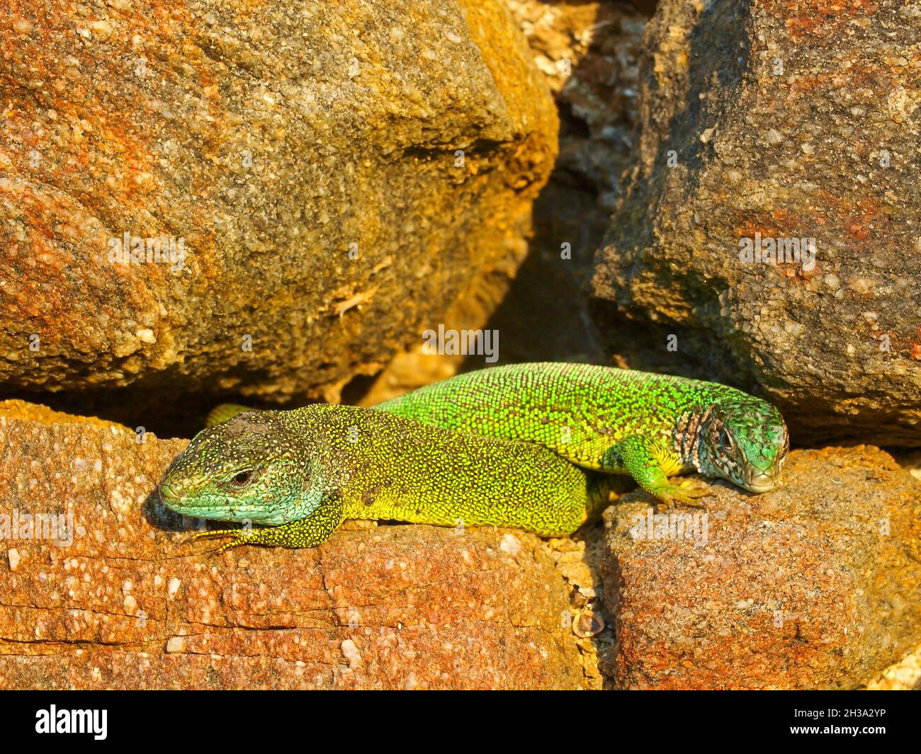 Couple lizards hi-res stock photography and images - Alamy