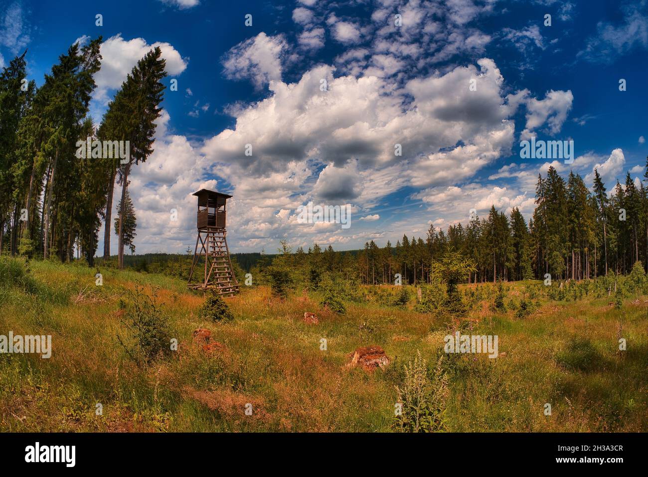 Observation tower next to a pine forest Stock Photo - Alamy
