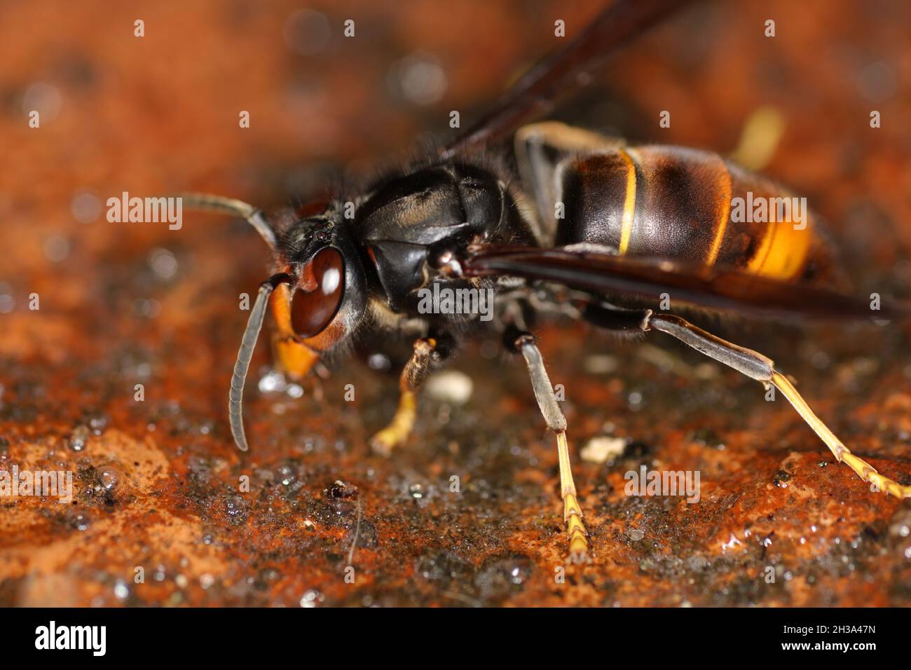 Invasive alien species of union concern hi-res stock photography and ...