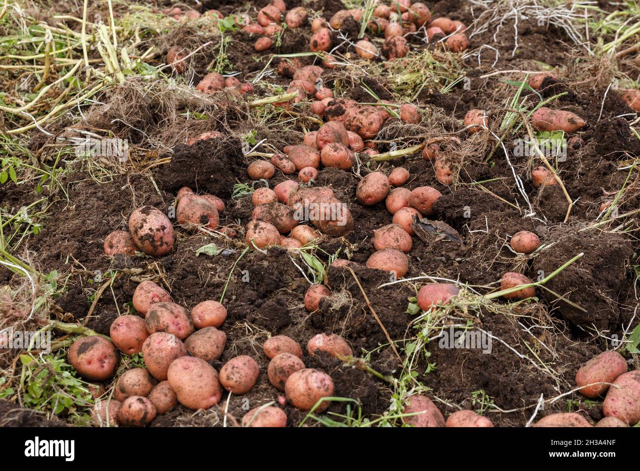 Pile of ripe potatoes on ground in field. Harvesting potatoes Stock ...