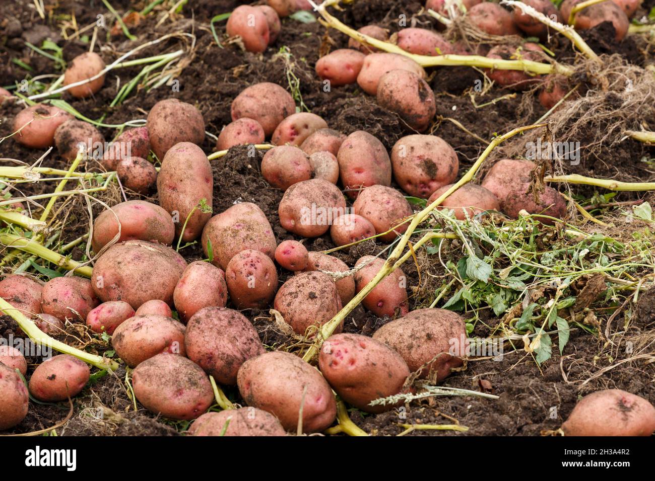 Potato harvesting in village hi-res stock photography and images - Alamy
