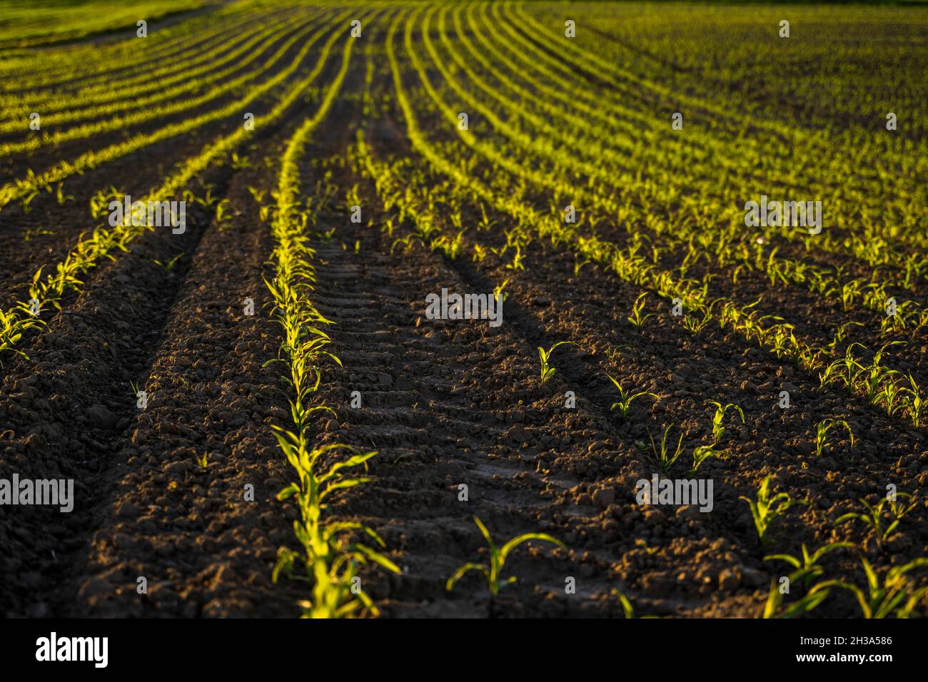 Spring rural landscape with green young corn field growing in a black ...
