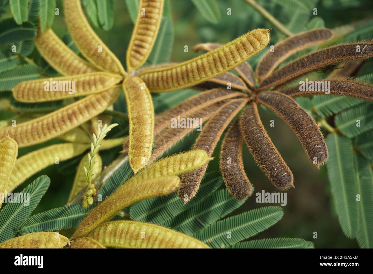 Mimosa pigra with natural background. Mimosa pigra, commonly known as ...