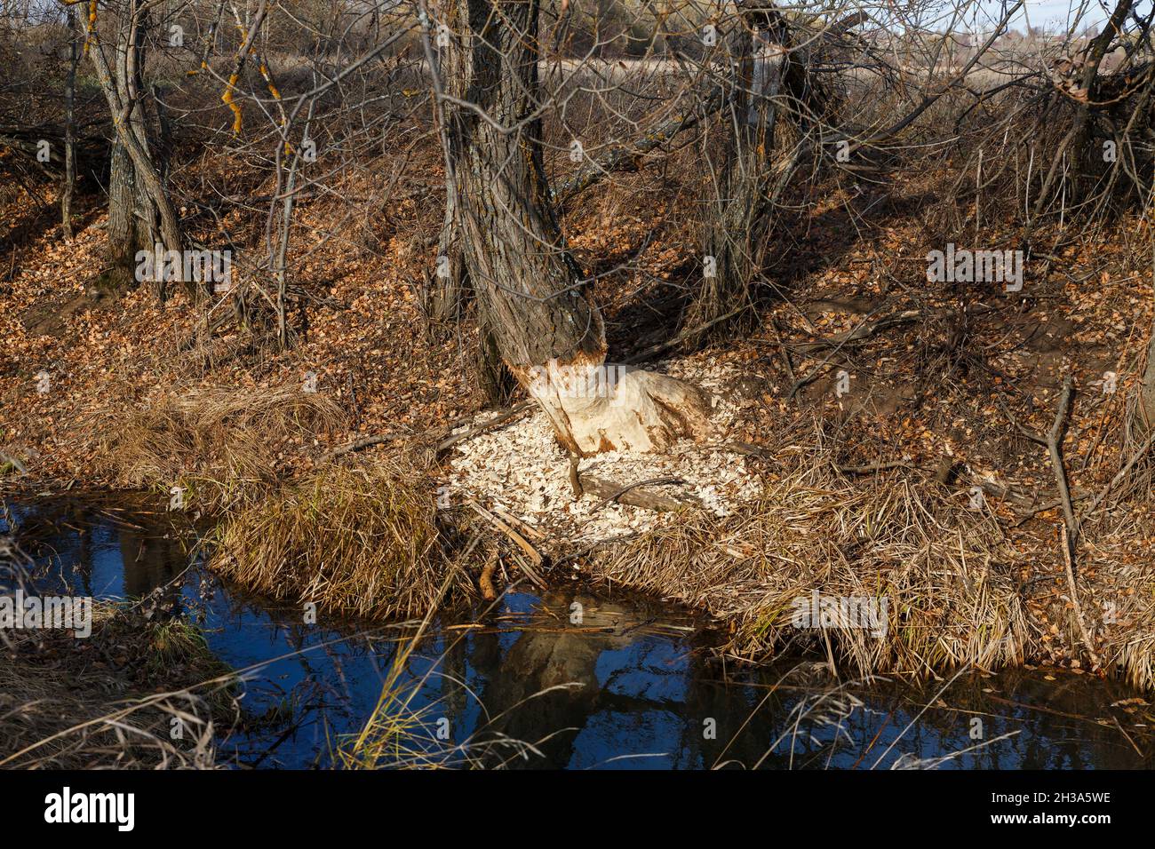 Tree signs eurasian beaver hi-res stock photography and images - Alamy