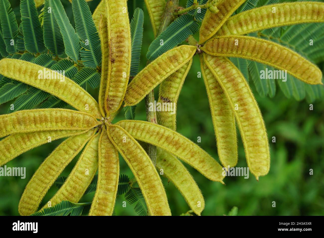 Mimosa pigra with natural background. Mimosa pigra, commonly known as ...