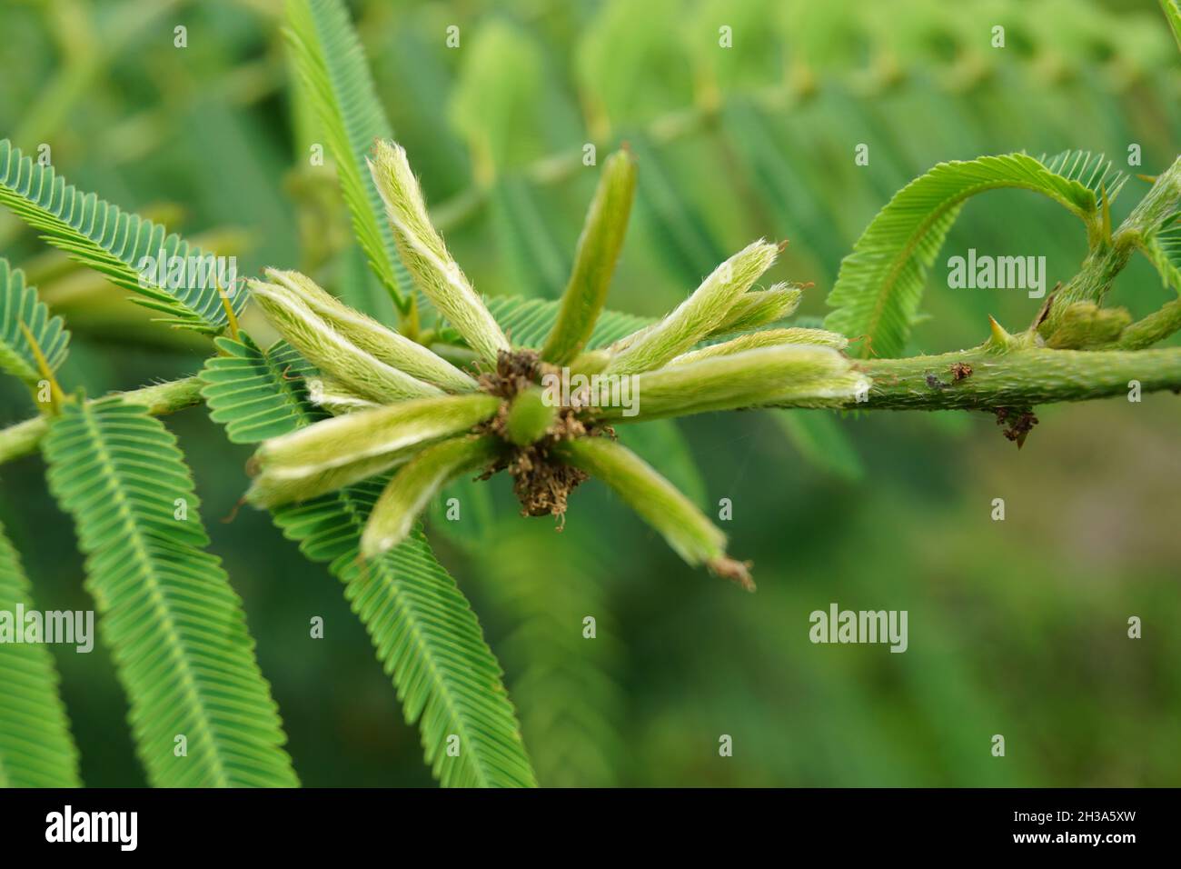 Mimosa pigra with natural background. Mimosa pigra, commonly known as ...