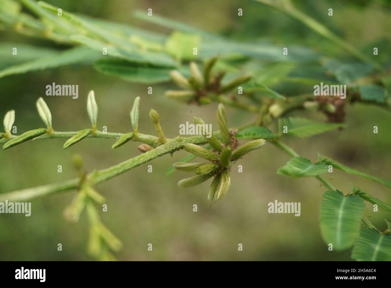 Mimosa pigra with natural background. Mimosa pigra, commonly known as ...