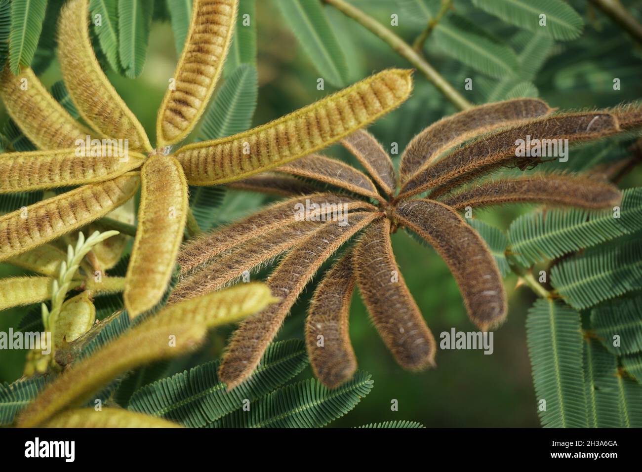 Mimosa pigra with natural background. Mimosa pigra, commonly known as ...