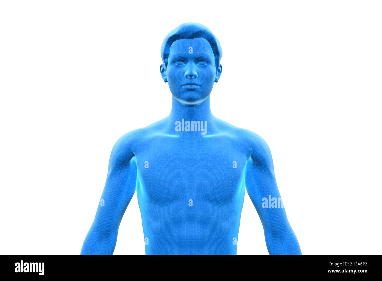 Man, Body of Human Male, 3D, Upper Torso Stock Photo - Alamy
