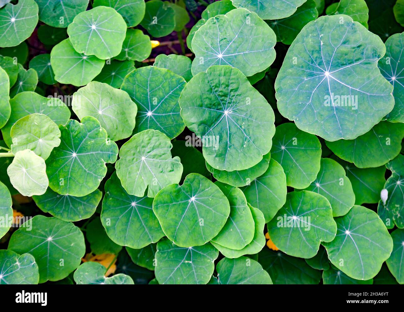 Slightly peppery hi-res stock photography and images - Alamy