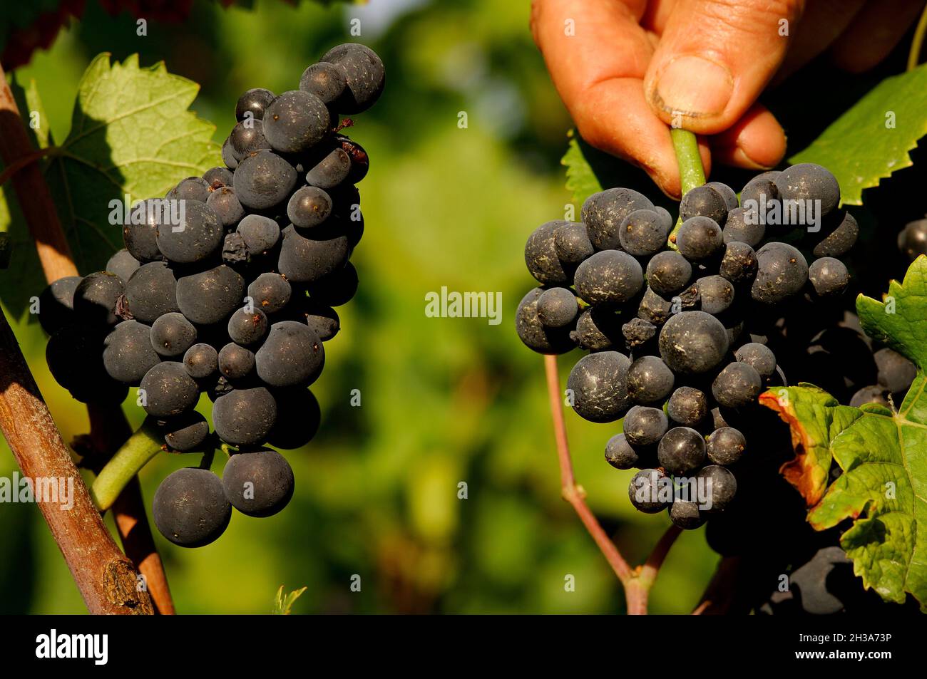 FRANCE. BURGUNDY REGION. COTE-D'OR (21) THE ROMANEE CONTI ESTATE. THE ...