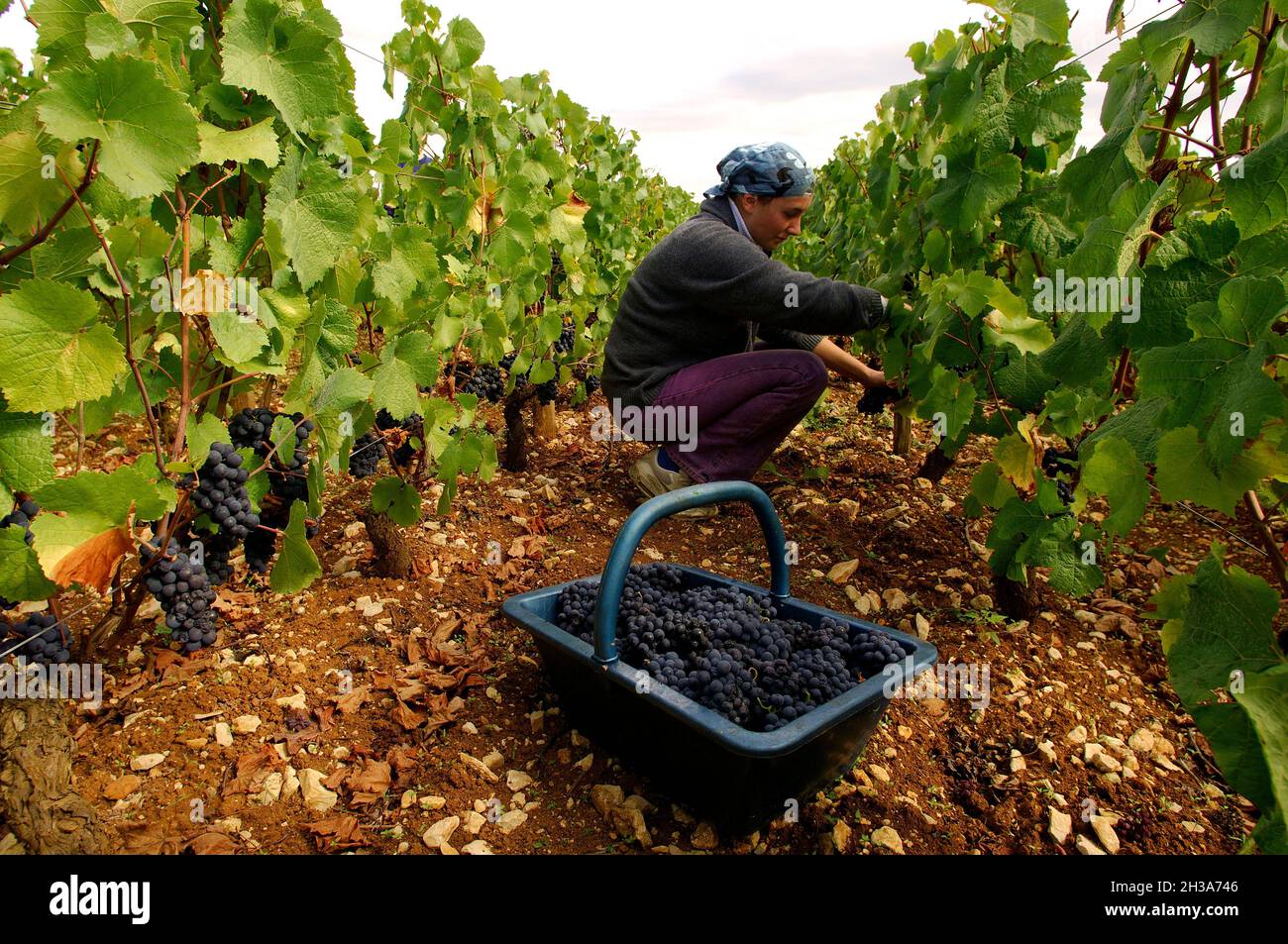 FRANCE. BURGUNDY REGION. COTE-D'OR (21) THE ROMANEE CONTI ESTATE. THE ...