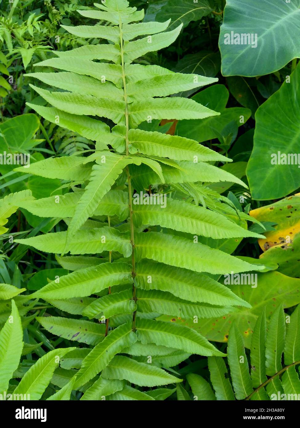 Passiflora foetida (Also called Passiflora foetida, stinking ...
