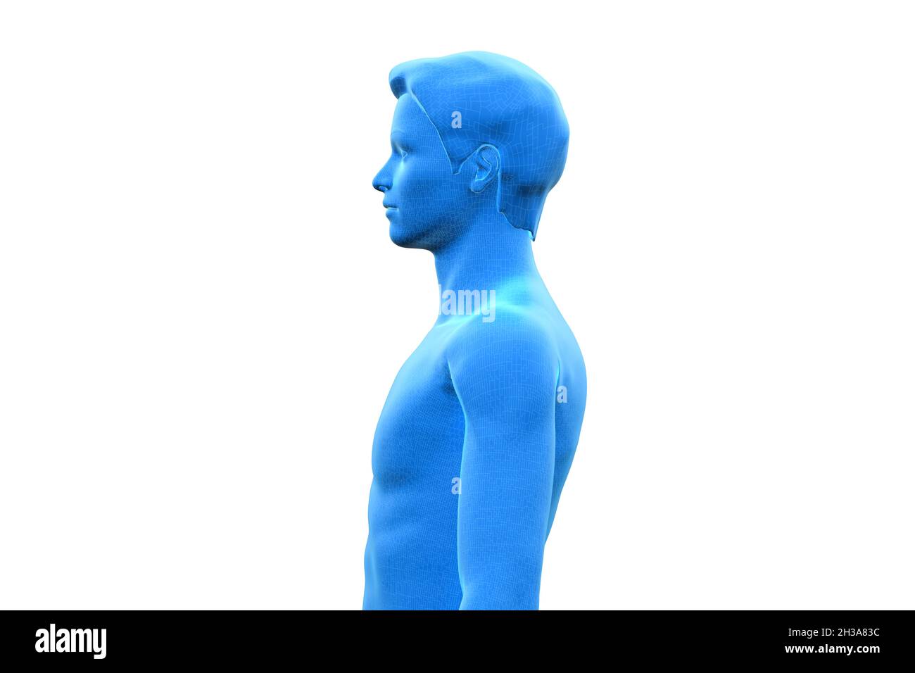 Man, Body of Human Male, 3D, Upper Torso Stock Photo - Alamy