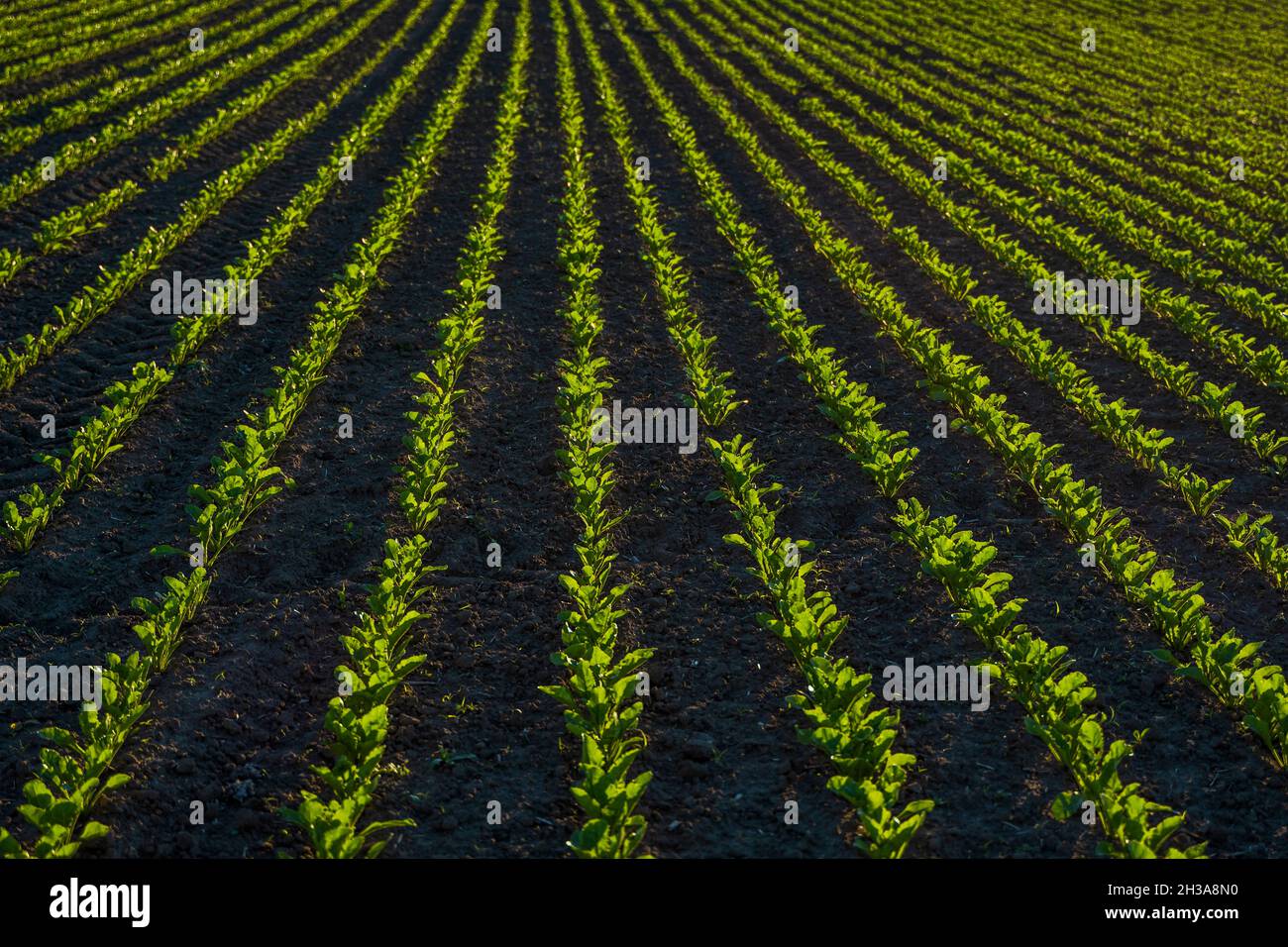 Rows of young sugar beets lit by the sun. Sugar beet cultivation. Close ...