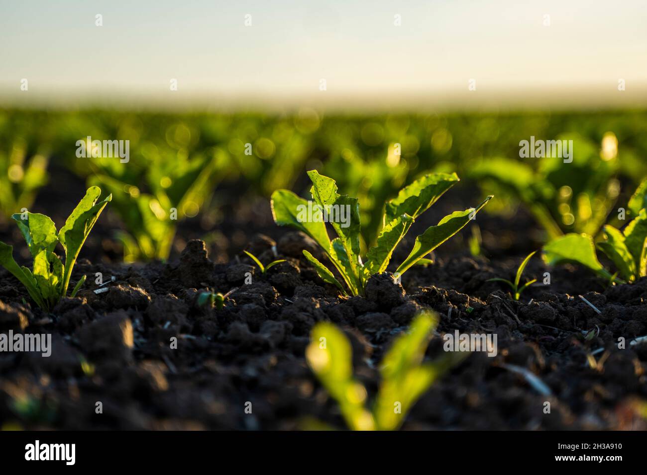 Young shoots of sugar beet, illuminated by the sun. Sugar beet ...