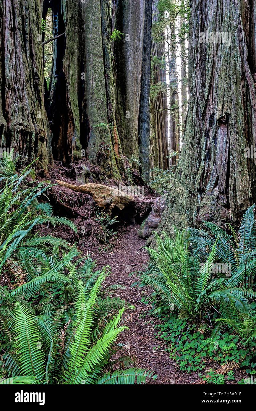 Jedediah Smith Redwoods State Park is a state park of California ...