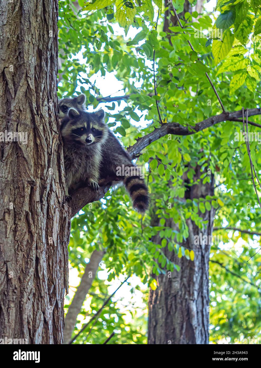 raccoon, Procyon lotor, sometimes called the common raccoon to ...