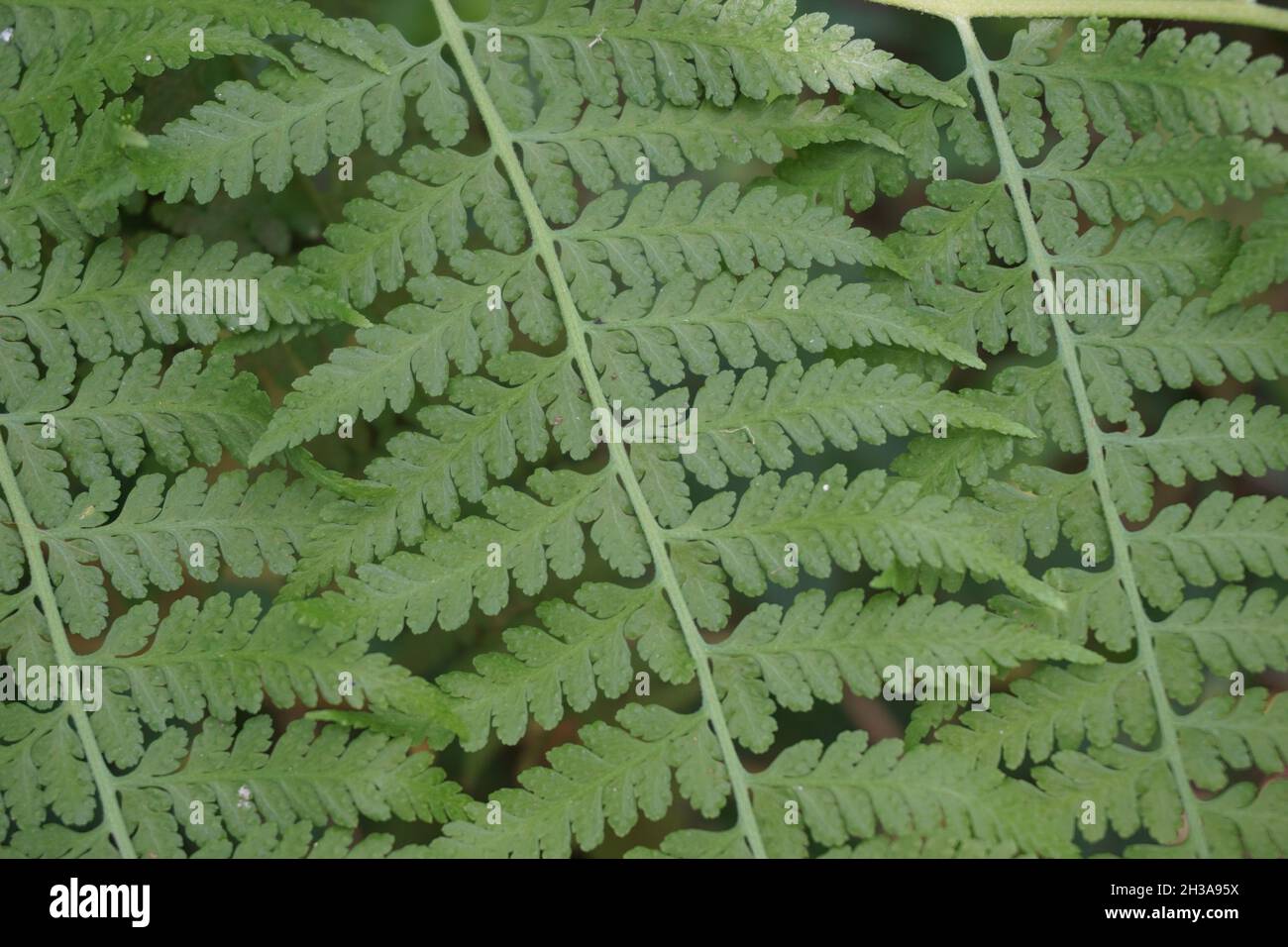 Passiflora foetida (Also called Passiflora foetida, stinking ...