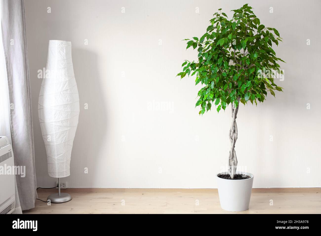 ficus benjamina large green houseplant with long braided stem Stock ...