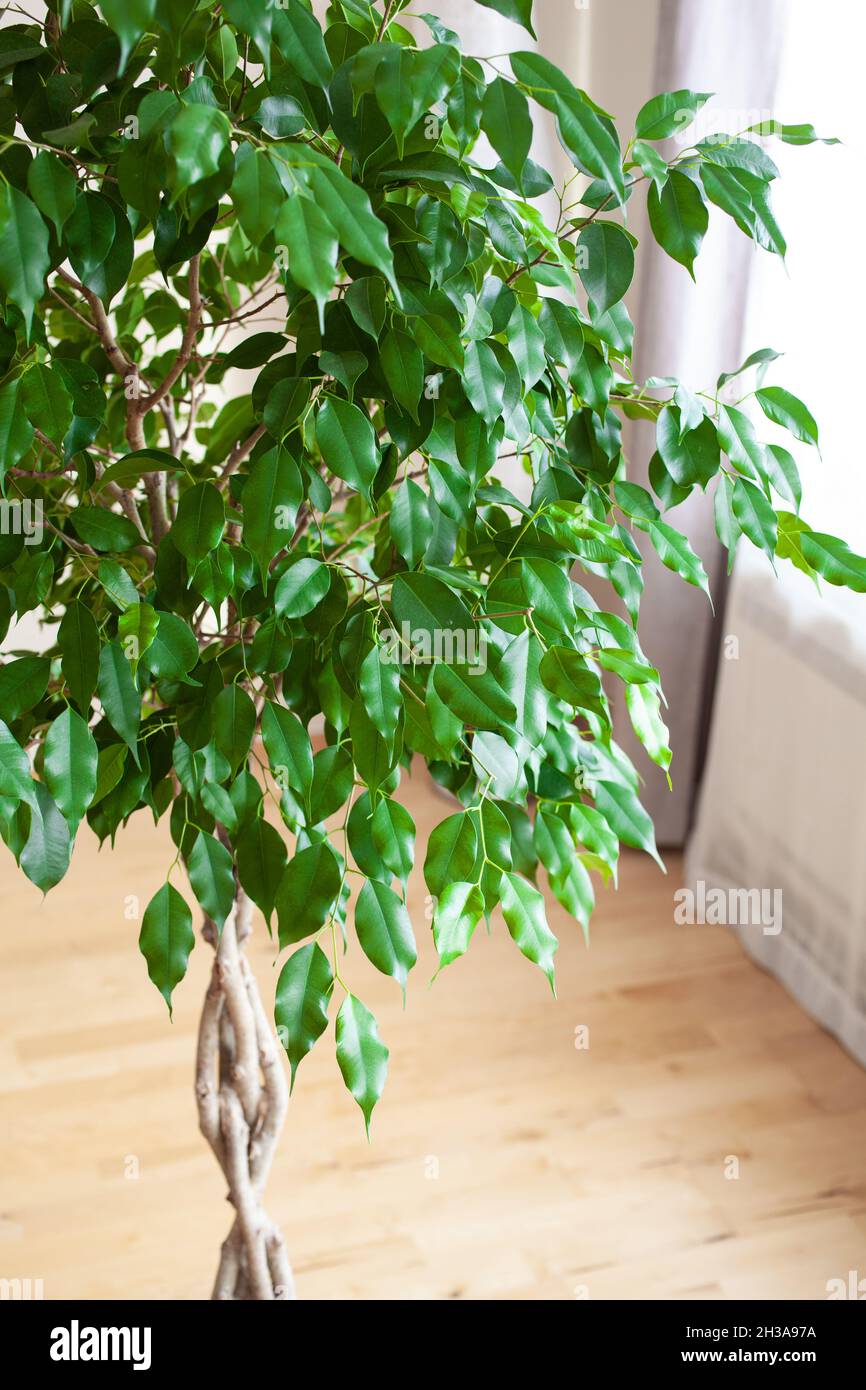 ficus benjamina large green houseplant with long braided stem Stock ...