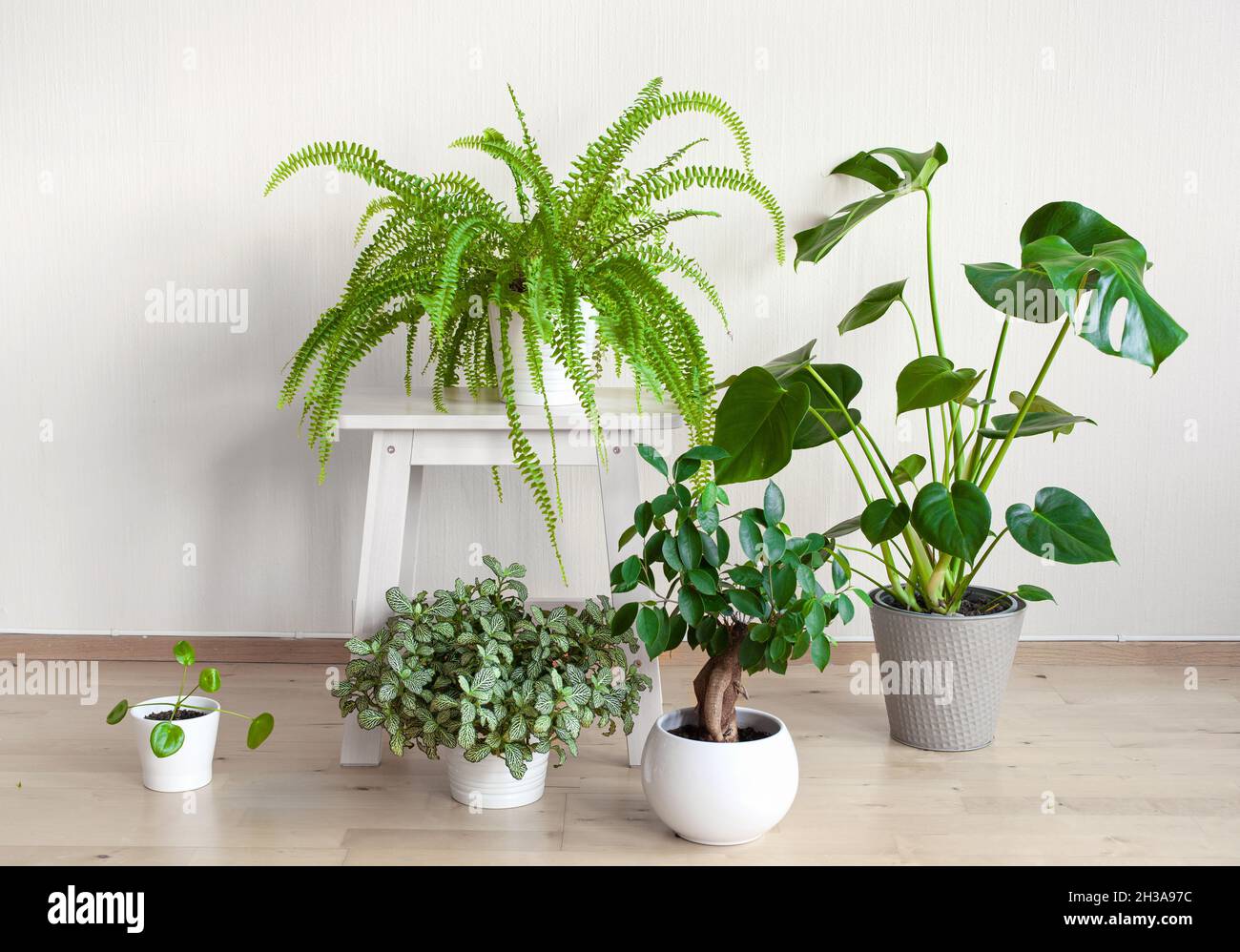 houseplants fittonia, monstera, nephrolepis and ficus microcarpa ginseng in white flowerpots ...