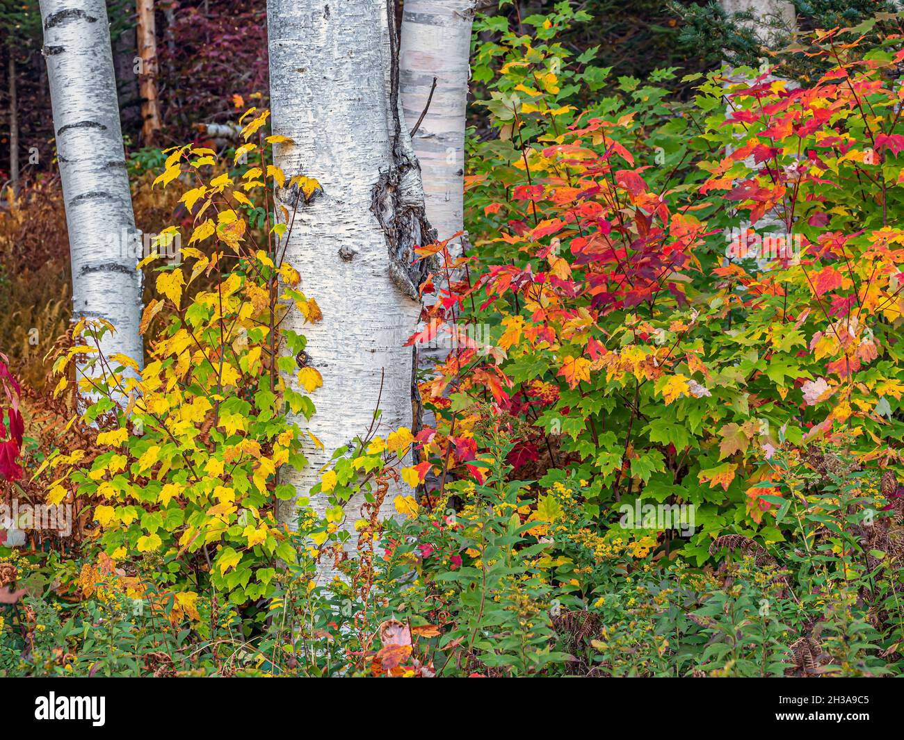 Autumn fall foliage in forest Stock Photo - Alamy