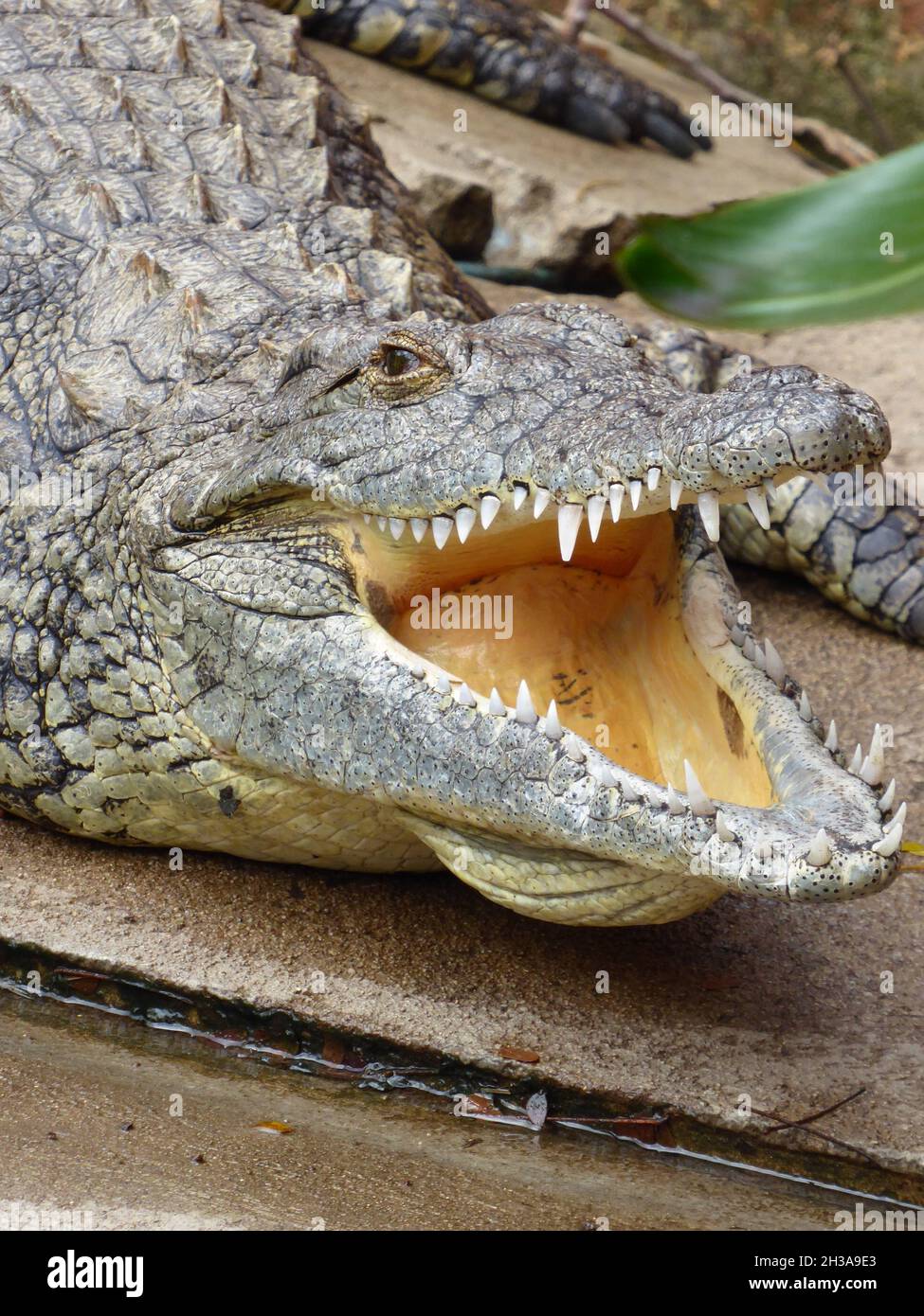 Closeup shot of the head of a saltwater crocodile showing its teeth ...