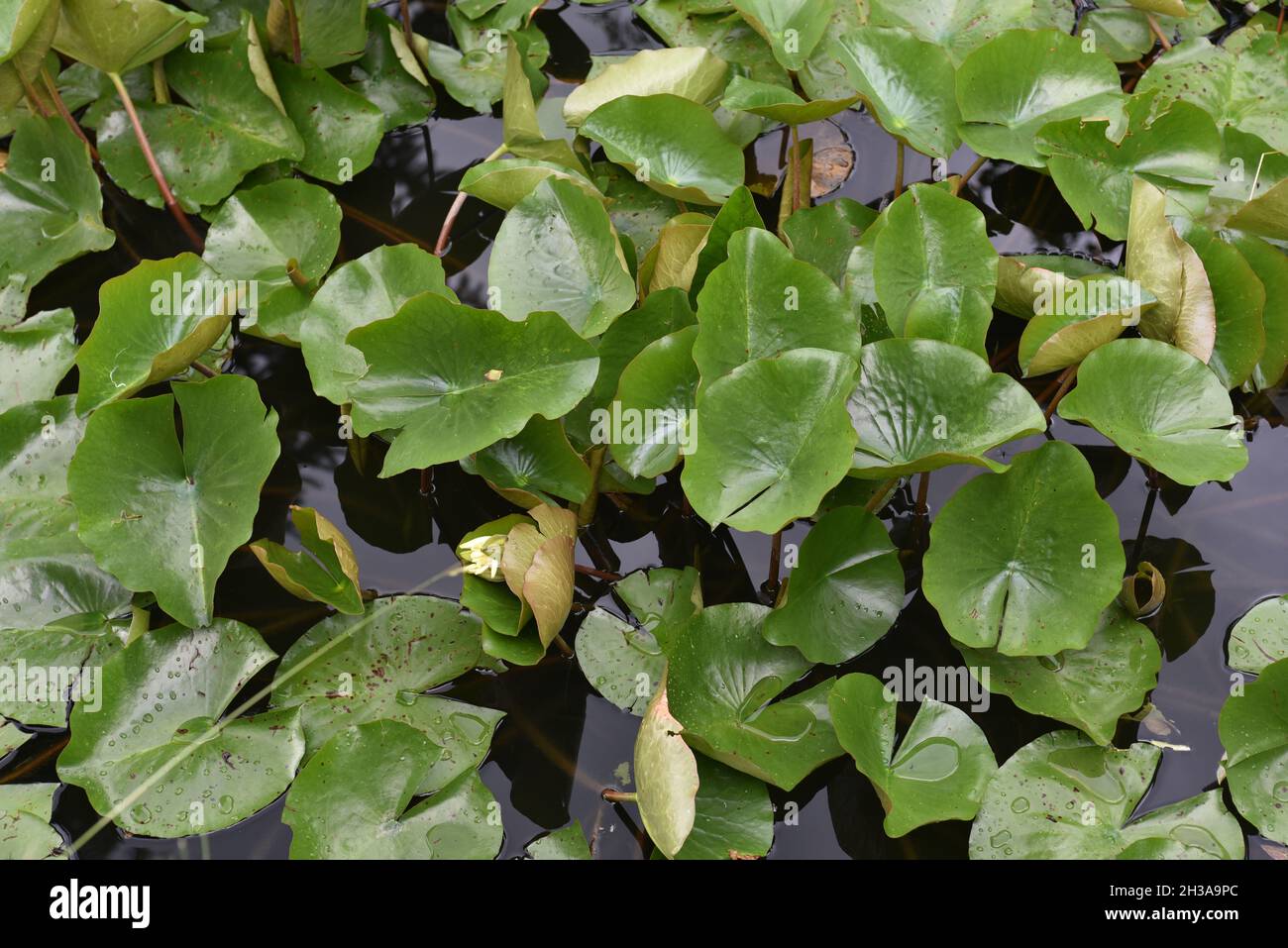 Closeup of green plant leaves in a pond Stock Photo - Alamy