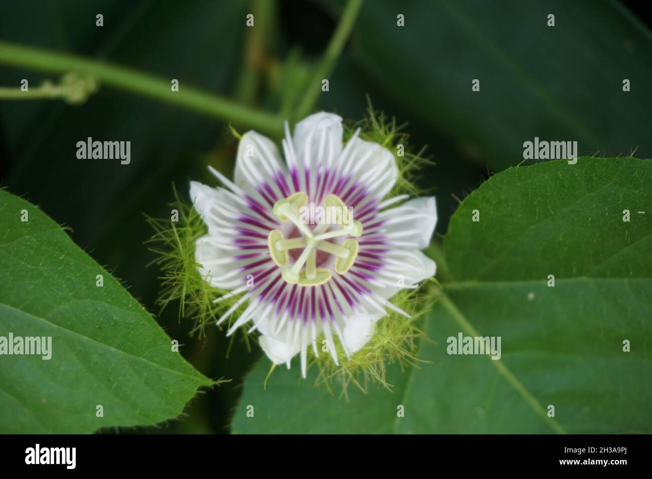 Passiflora foetida (Also called Passiflora foetida, stinking ...