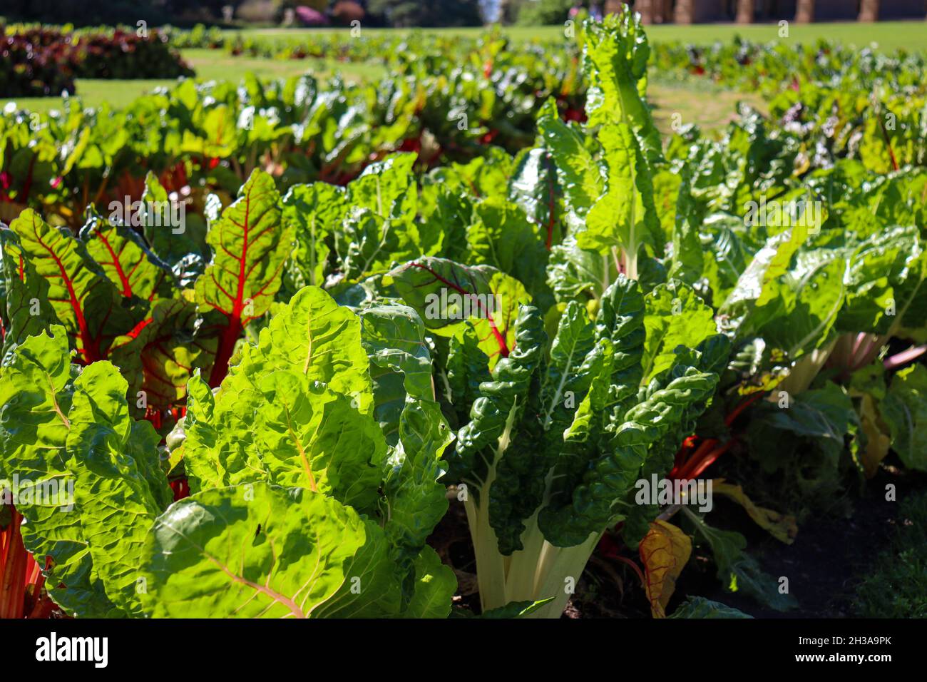 Planting of silver beet on a sunny day Stock Photo - Alamy