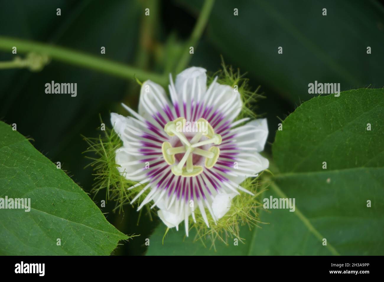 Passiflora foetida (Also called Passiflora foetida, stinking ...