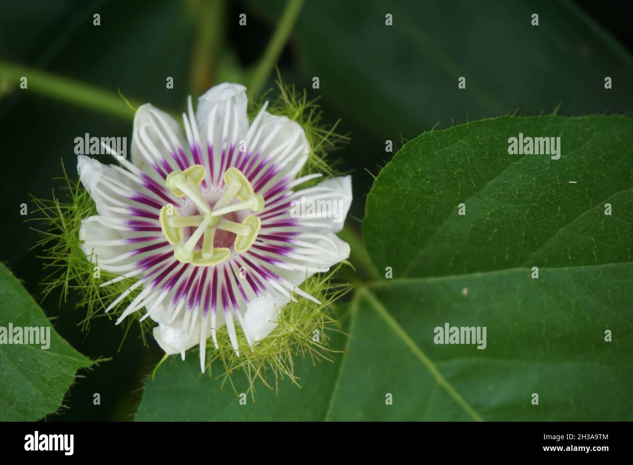 Passiflora foetida (Also called Passiflora foetida, stinking ...