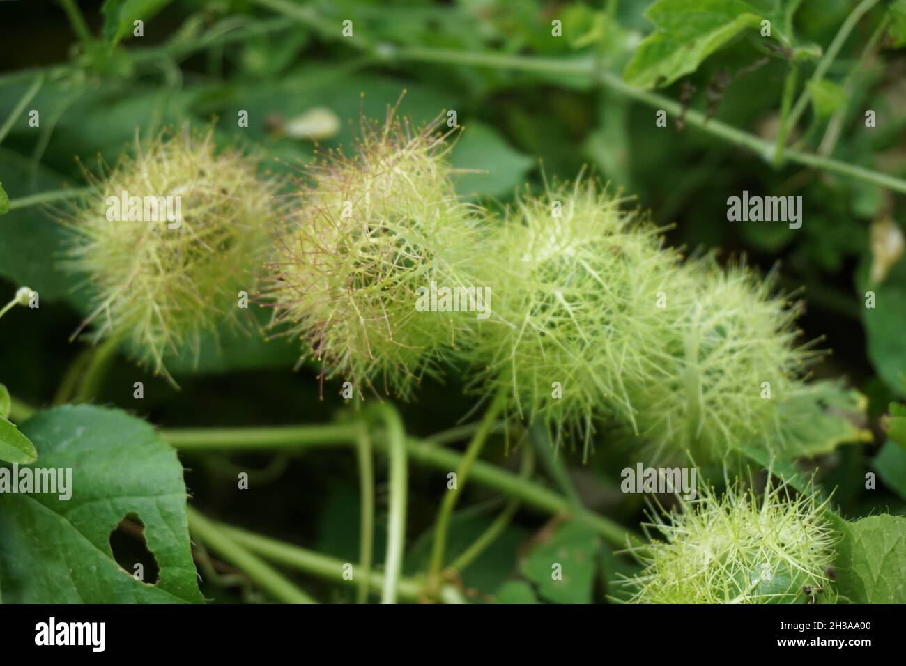 Passiflora foetida (Also called Passiflora foetida, stinking ...