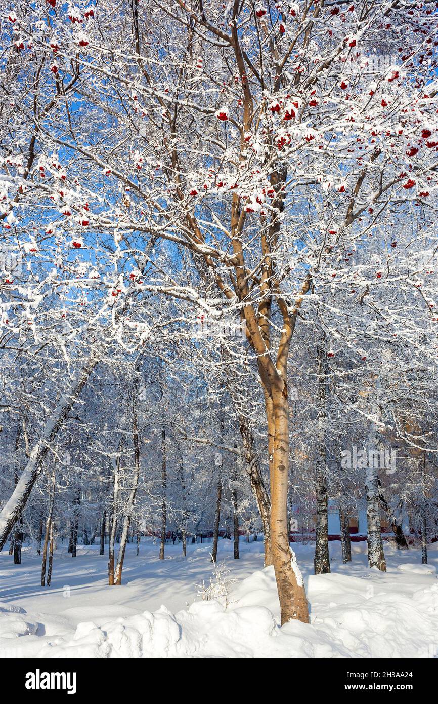 Mountain ash with red berries covered with snow and frost in the winter ...