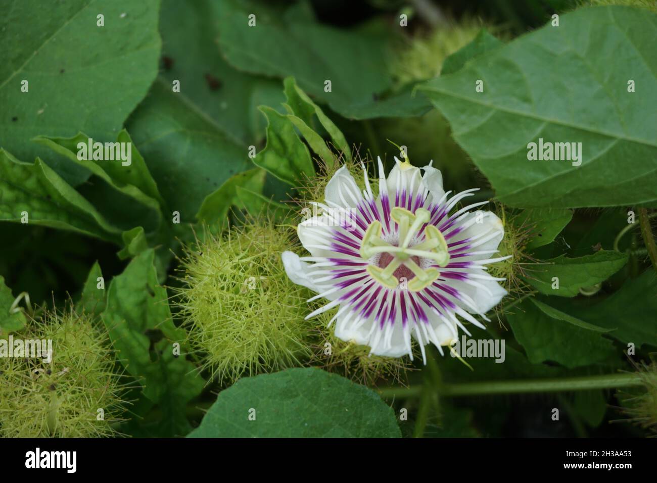 Passiflora foetida (Also called Passiflora foetida, stinking ...