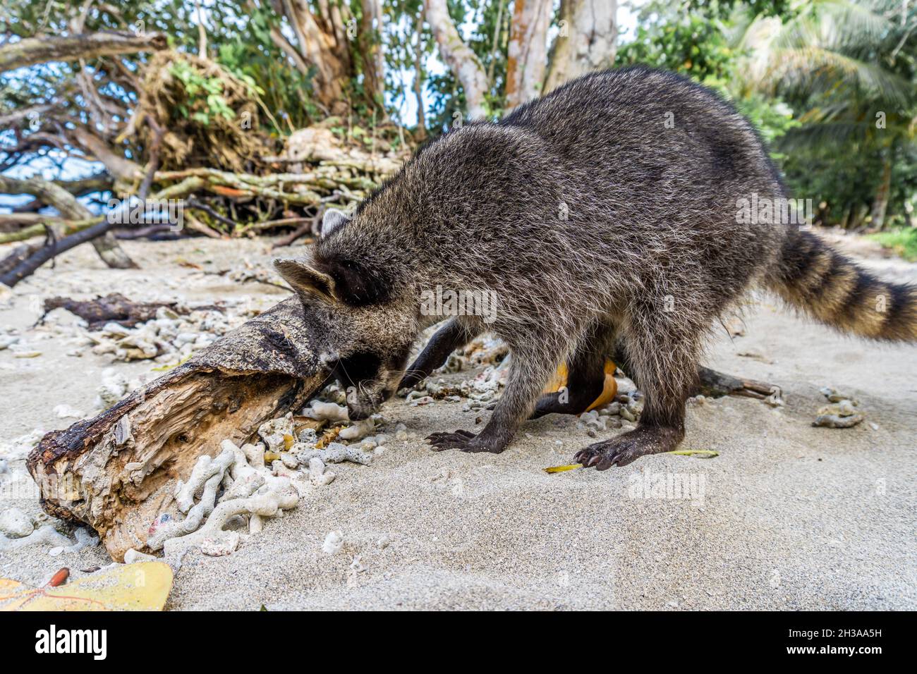 Curious raccoon during the daytime Stock Photo - Alamy