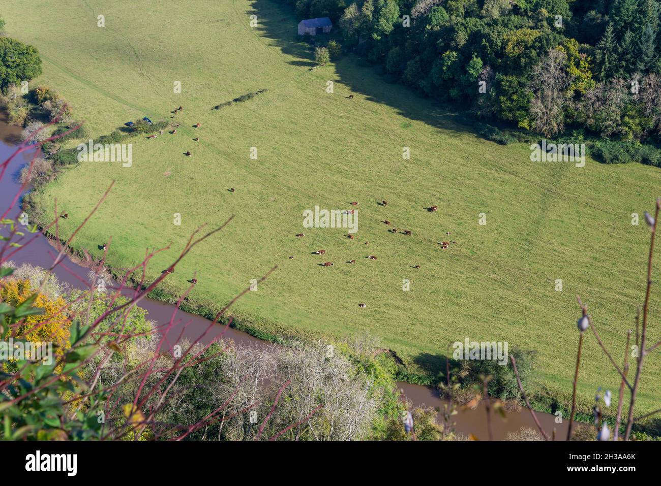 Dirty cows hi-res stock photography and images - Alamy